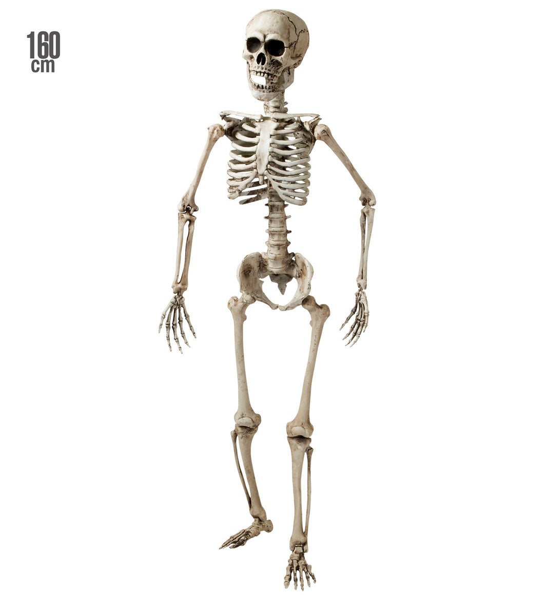 Nep Skelet Volwassenen 160cm | Griezelig Decoratie Item