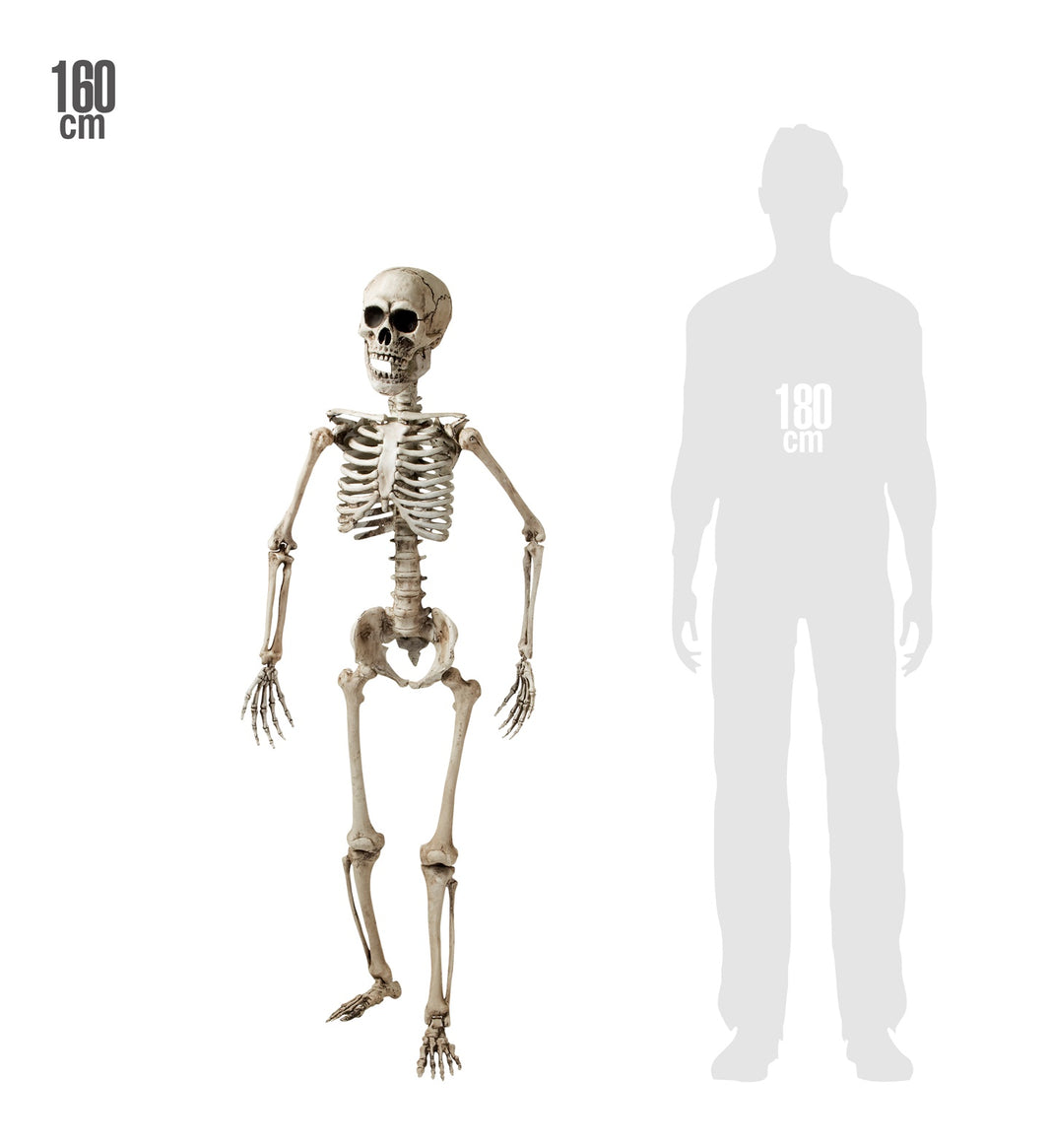 Nep Skelet Volwassenen 160cm | Griezelig Decoratie Item