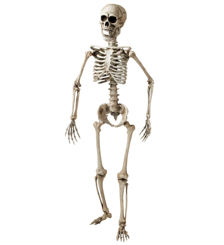 Nep Skelet Volwassenen 160cm | Griezelig Decoratie Item